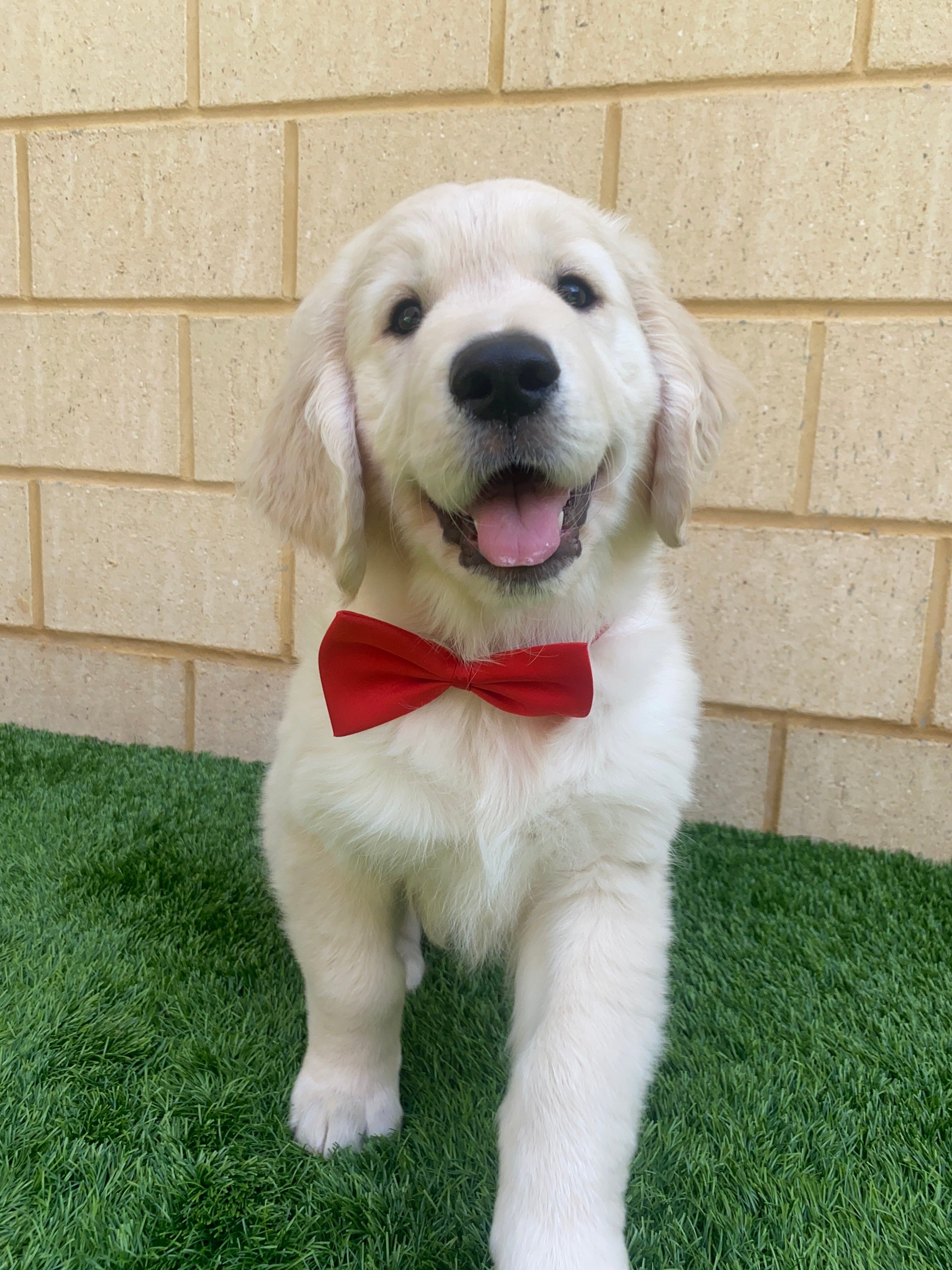 Dogs – I Love Dogs & Fitness